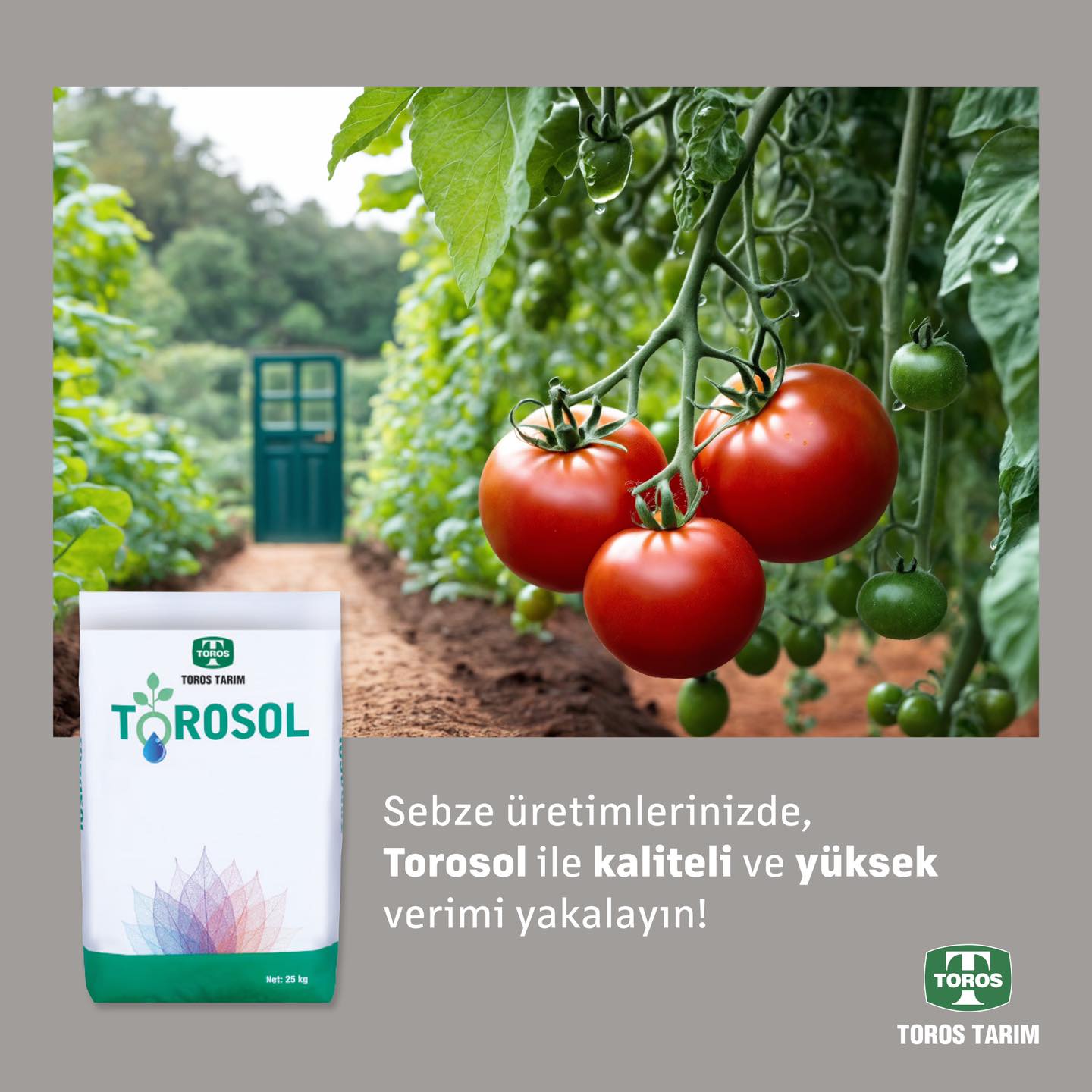 Torosol – ZAMBAK TARIM